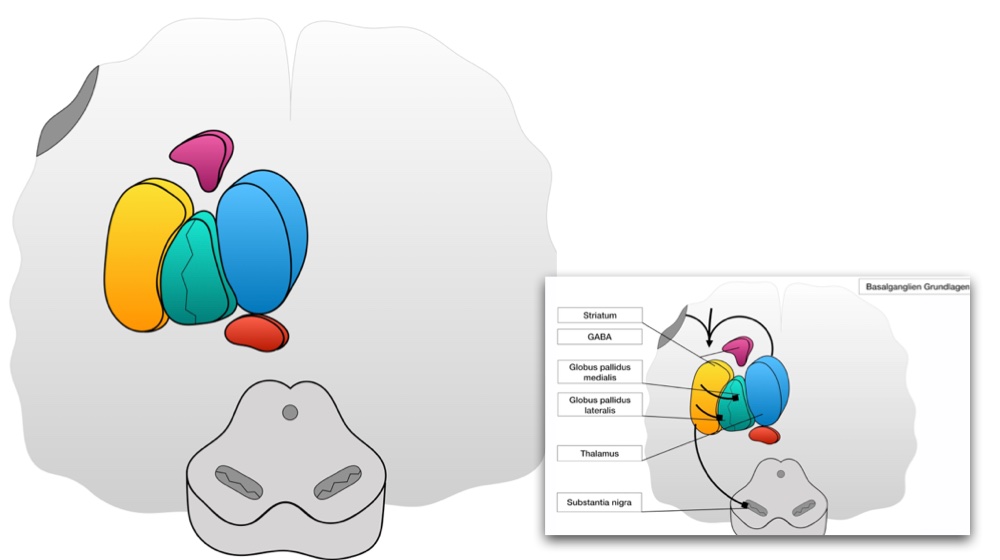Basalganglien - Einführung und Grundlagen - Clipdocs