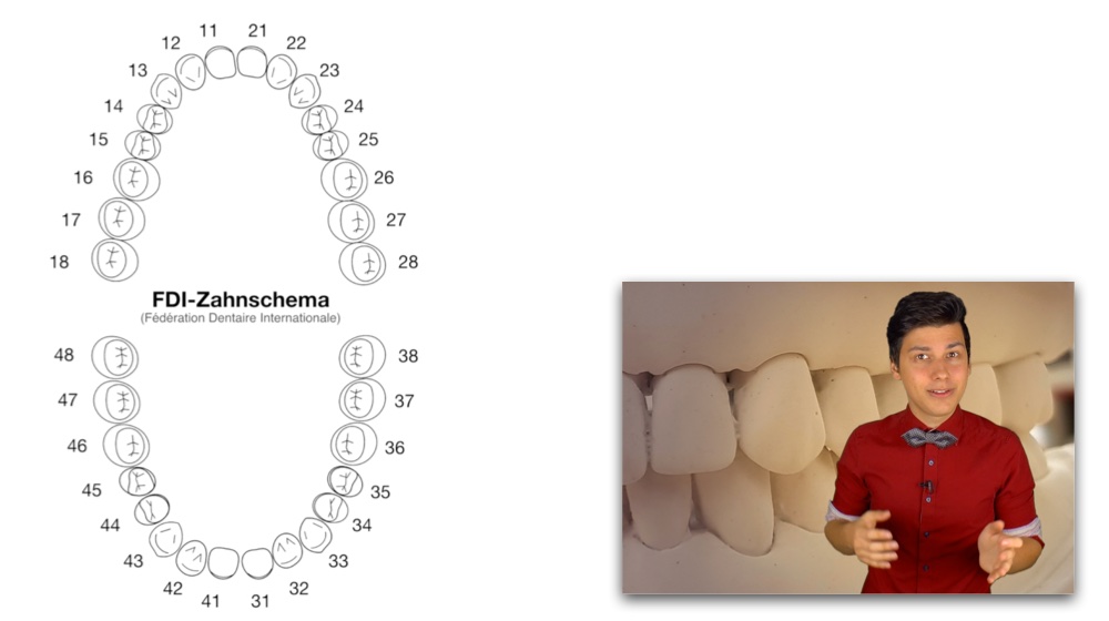 Zahnschema - Clipdocs