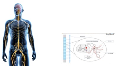 Sympathikus - Clipdocs