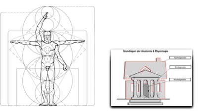 Die vier Hauptarten von Geweben im menschlichen Körper - Clipdocs